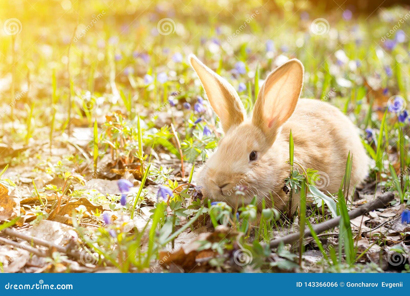 A Glade of Blue Spring Flowers with a Little Fluffy Red Rabbit, an ...