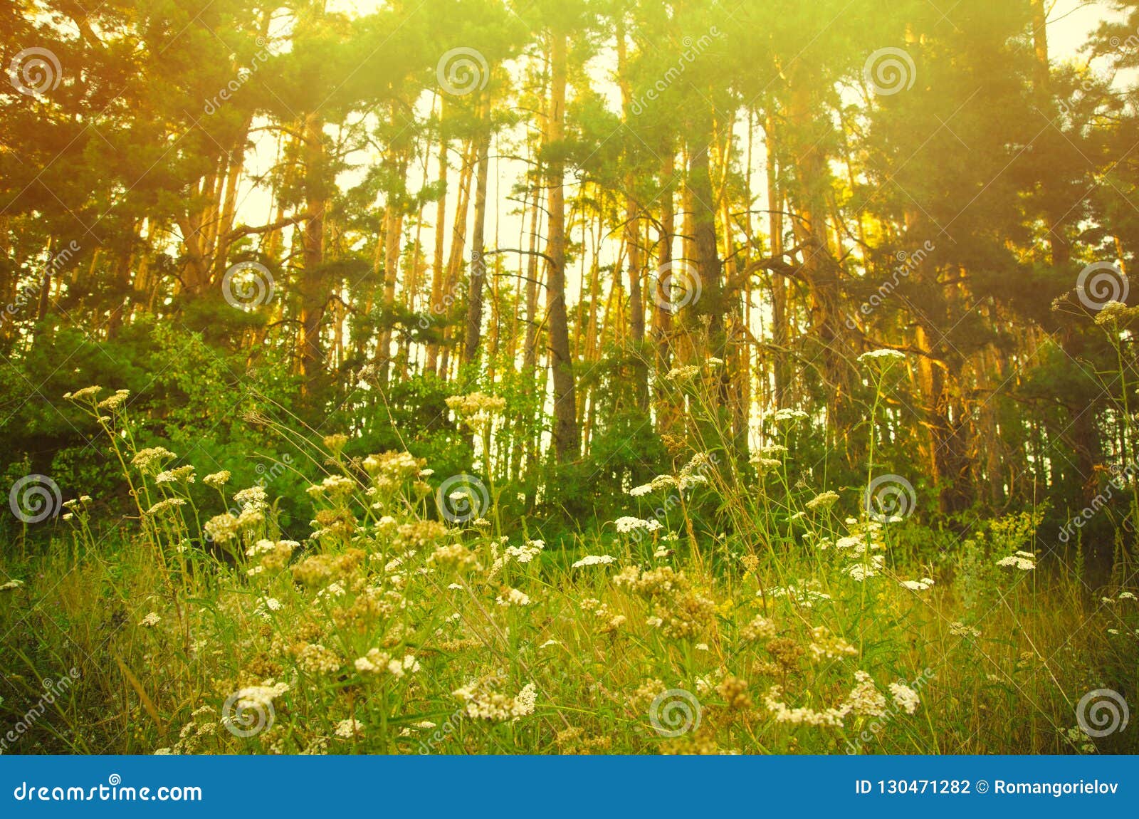 Glade with flowers stock photo. Image of fresh, nature - 130471282