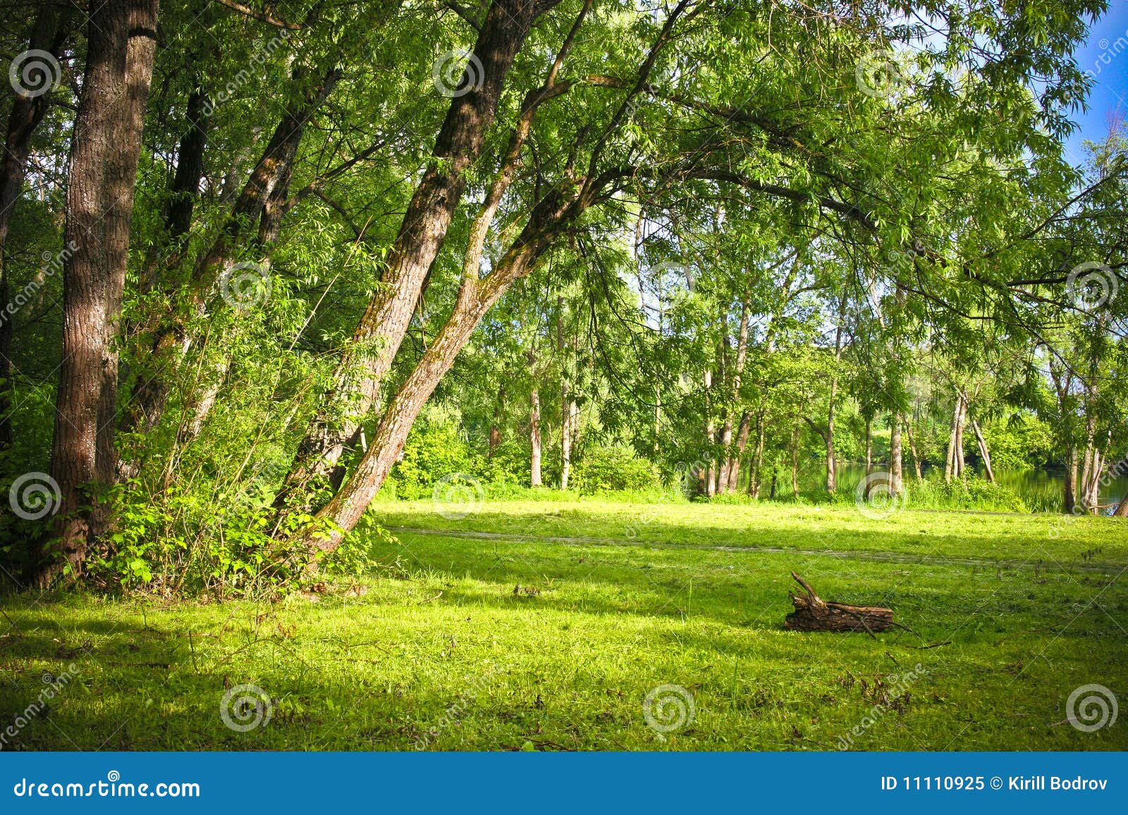 Glade in the forest stock image. Image of woods, wilderness - 11110925
