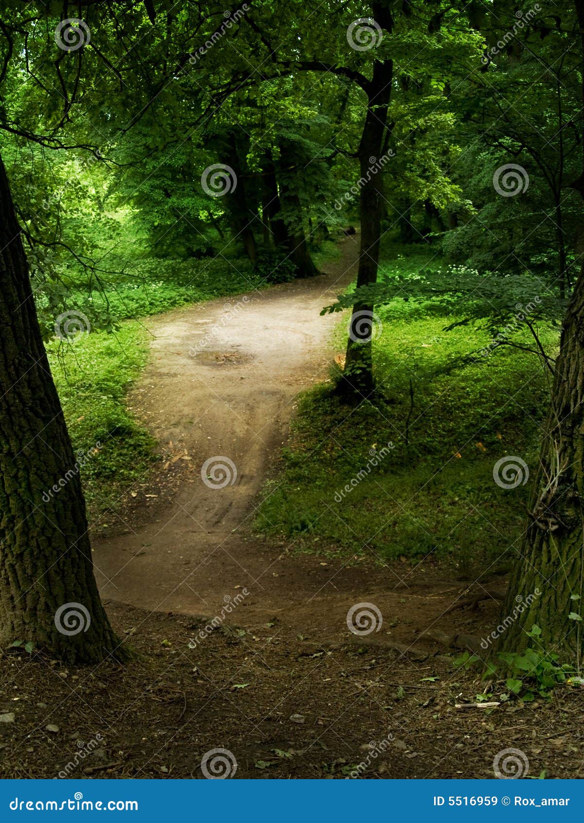 Glade in a forest stock image. Image of meandering, fagaras - 5516959