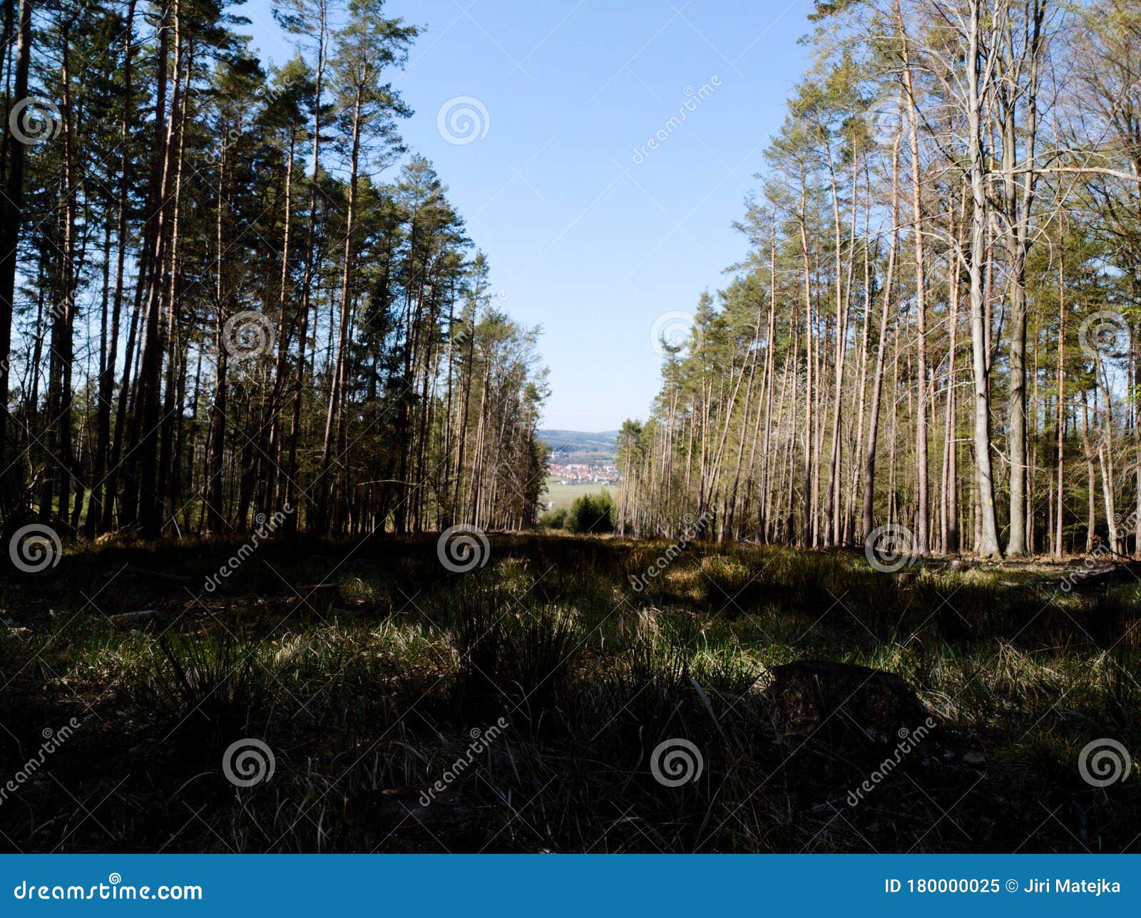 Glade Or Forest Clearing With Solitary Larch And Pine Trees At Bark ...