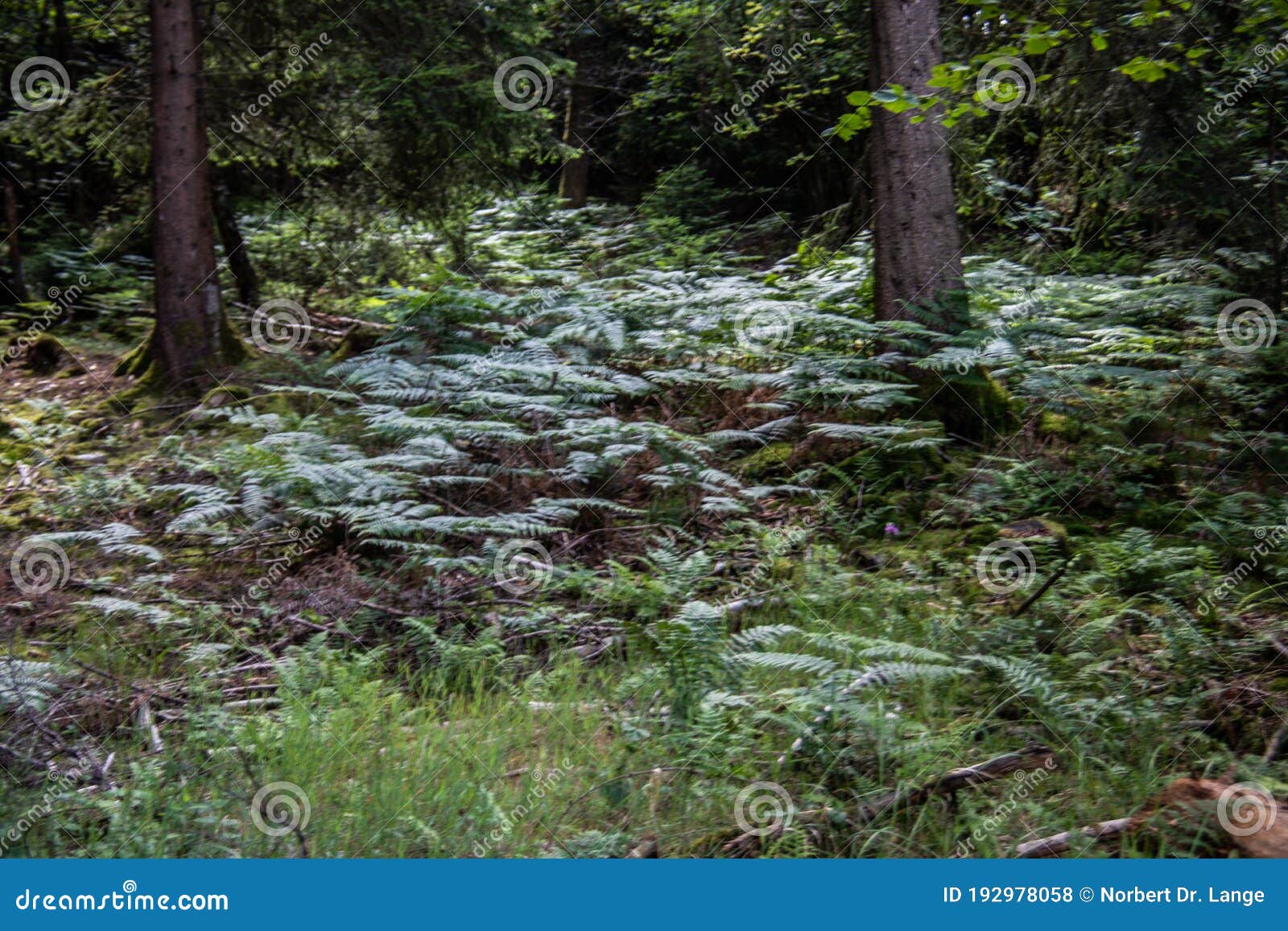 Glade in the Forest with Fern Plants Stock Photo - Image of flower ...