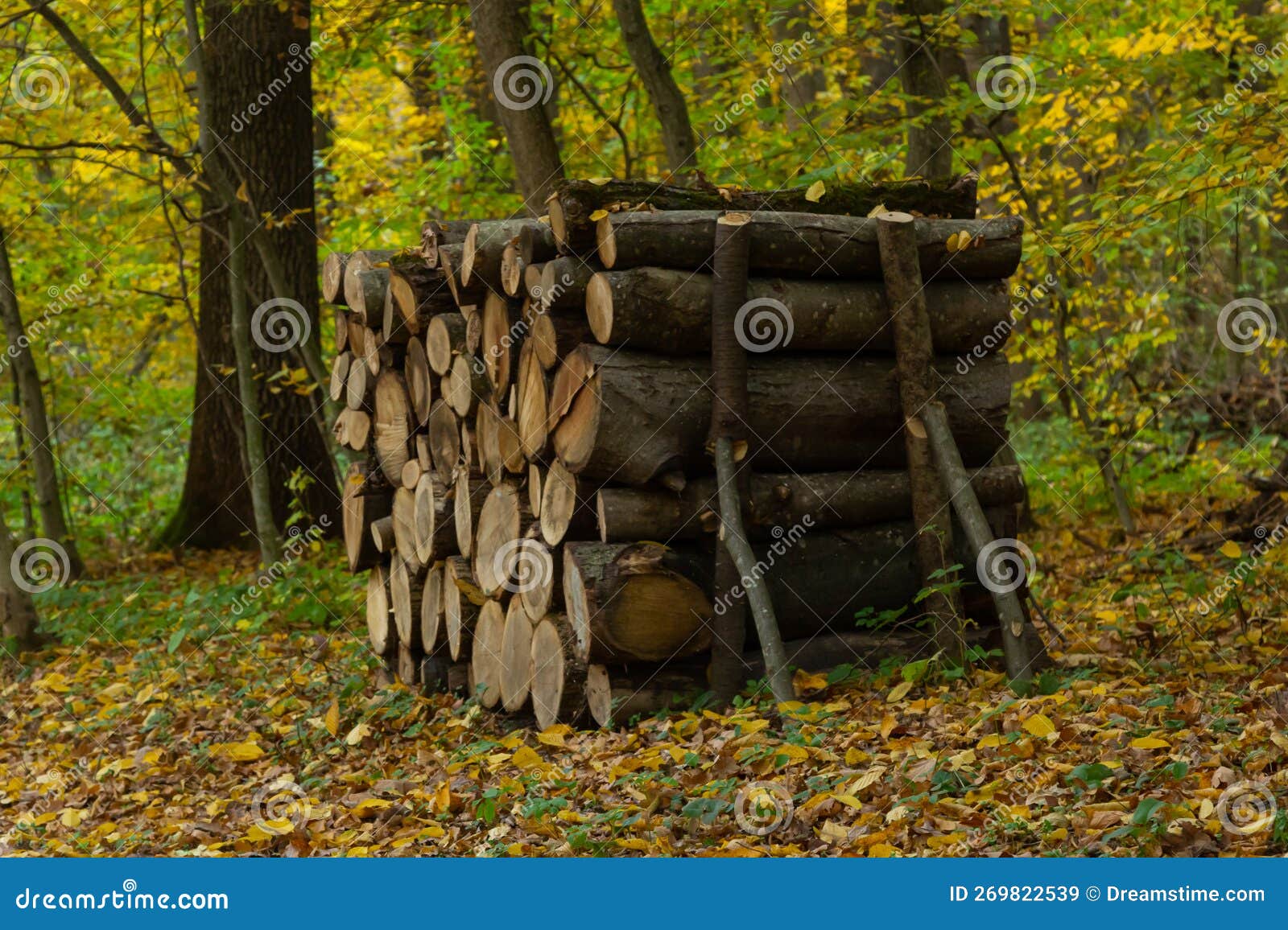 A Glade in the Forest with Folded Firewood for a Firebox Against the ...