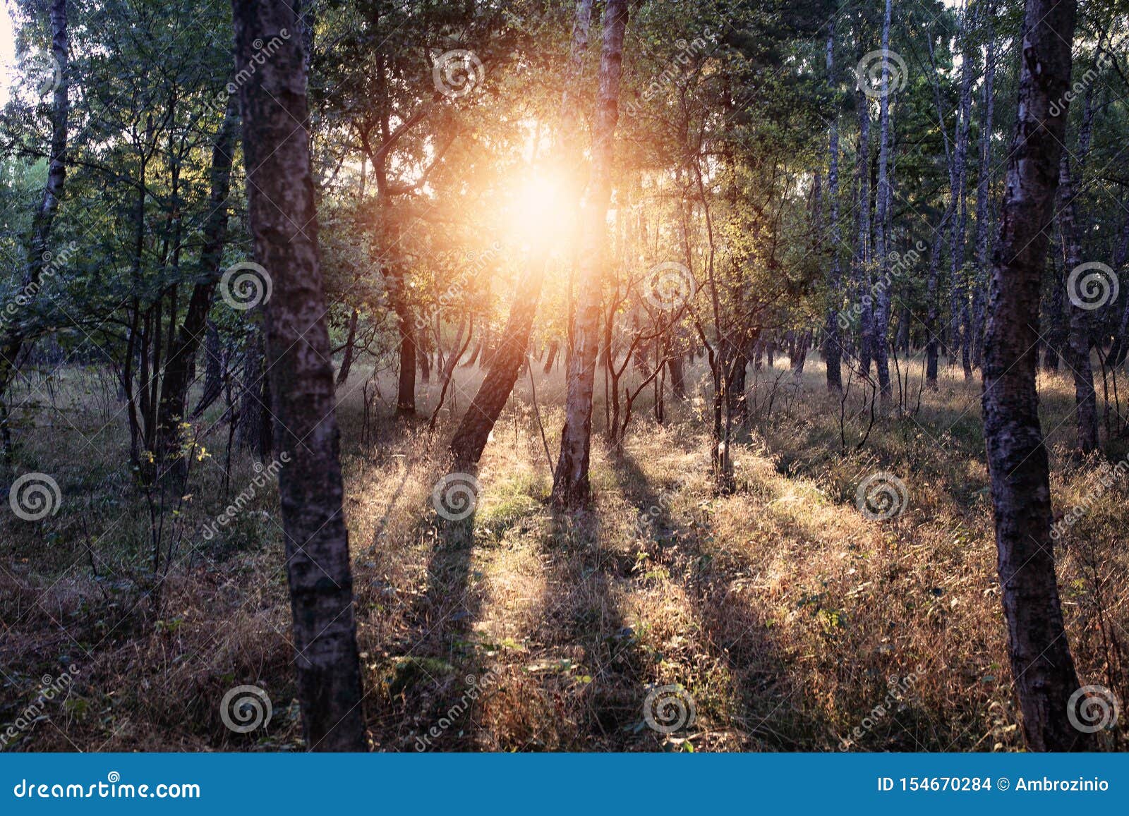 Glade in the Forest in the Morning Stock Photo - Image of silence ...