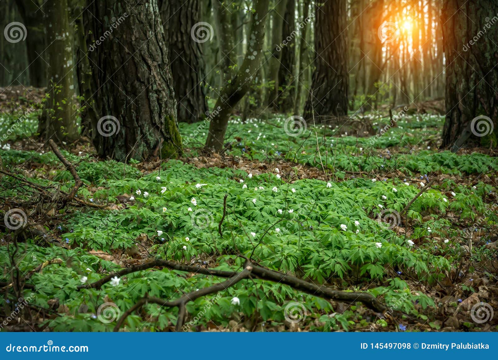 Glade Or Forest Clearing With Solitary Larch And Pine Trees At Bark ...