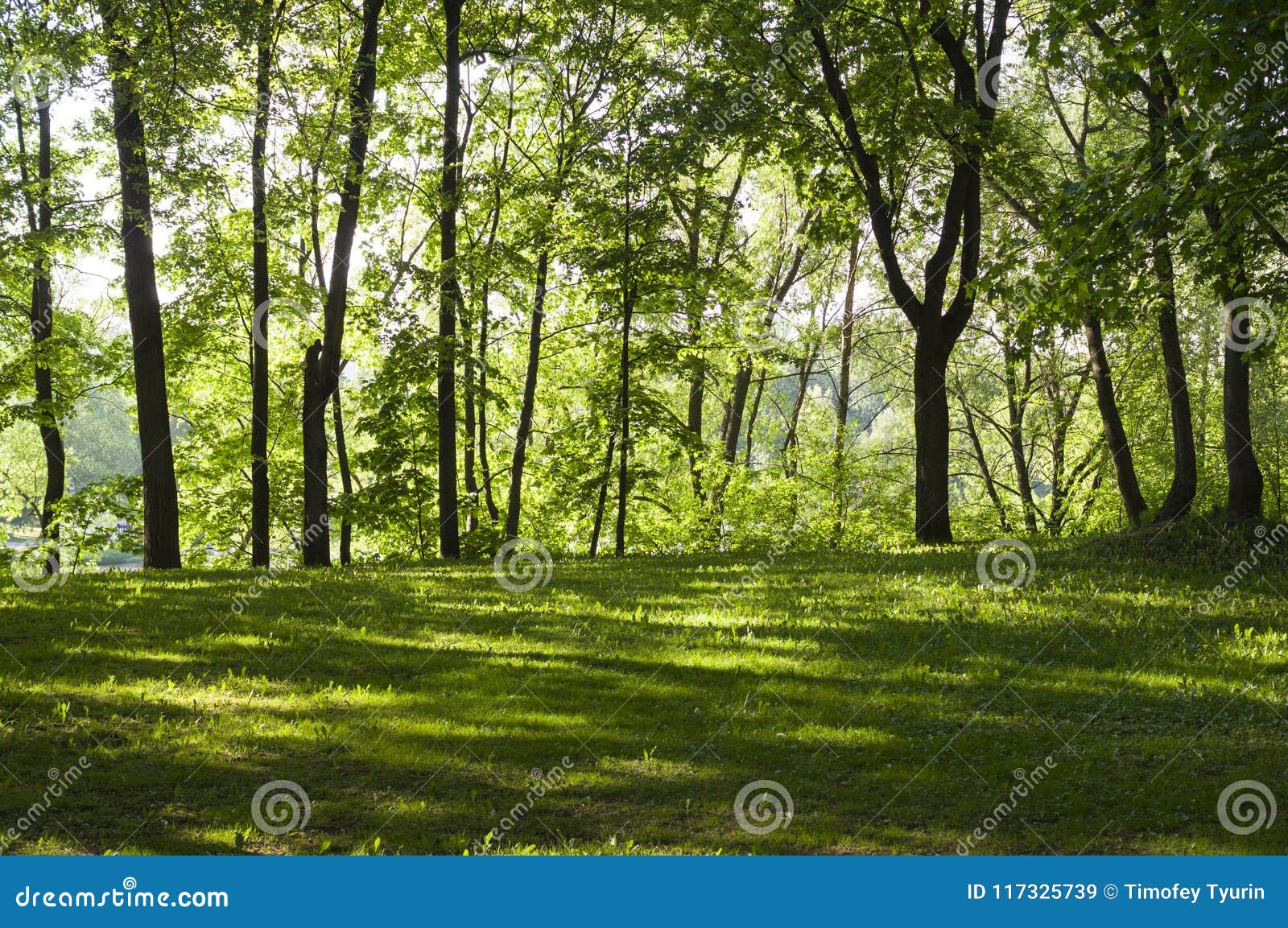 Glade in the Forest at Spring Morning. Background, Nature. Stock Image ...