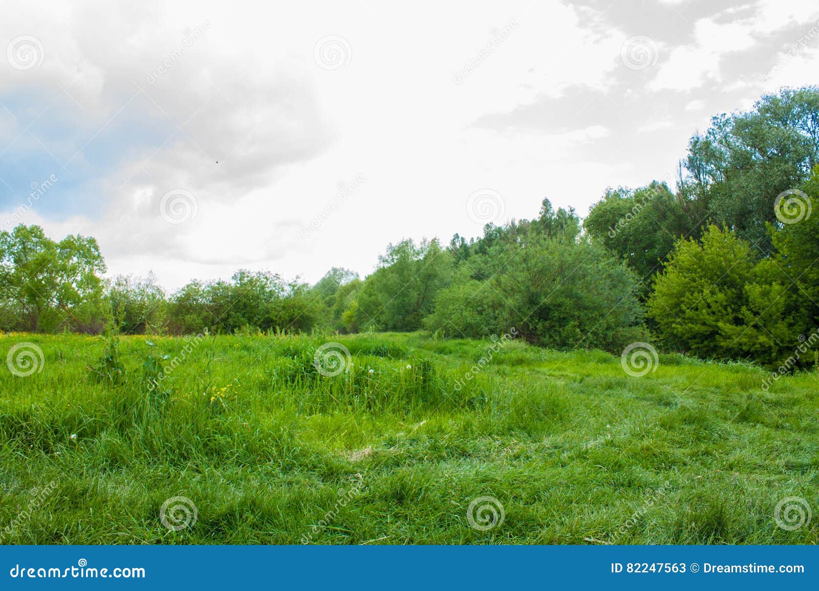 Glade in the forest stock image. Image of farmland, picnic - 82247563