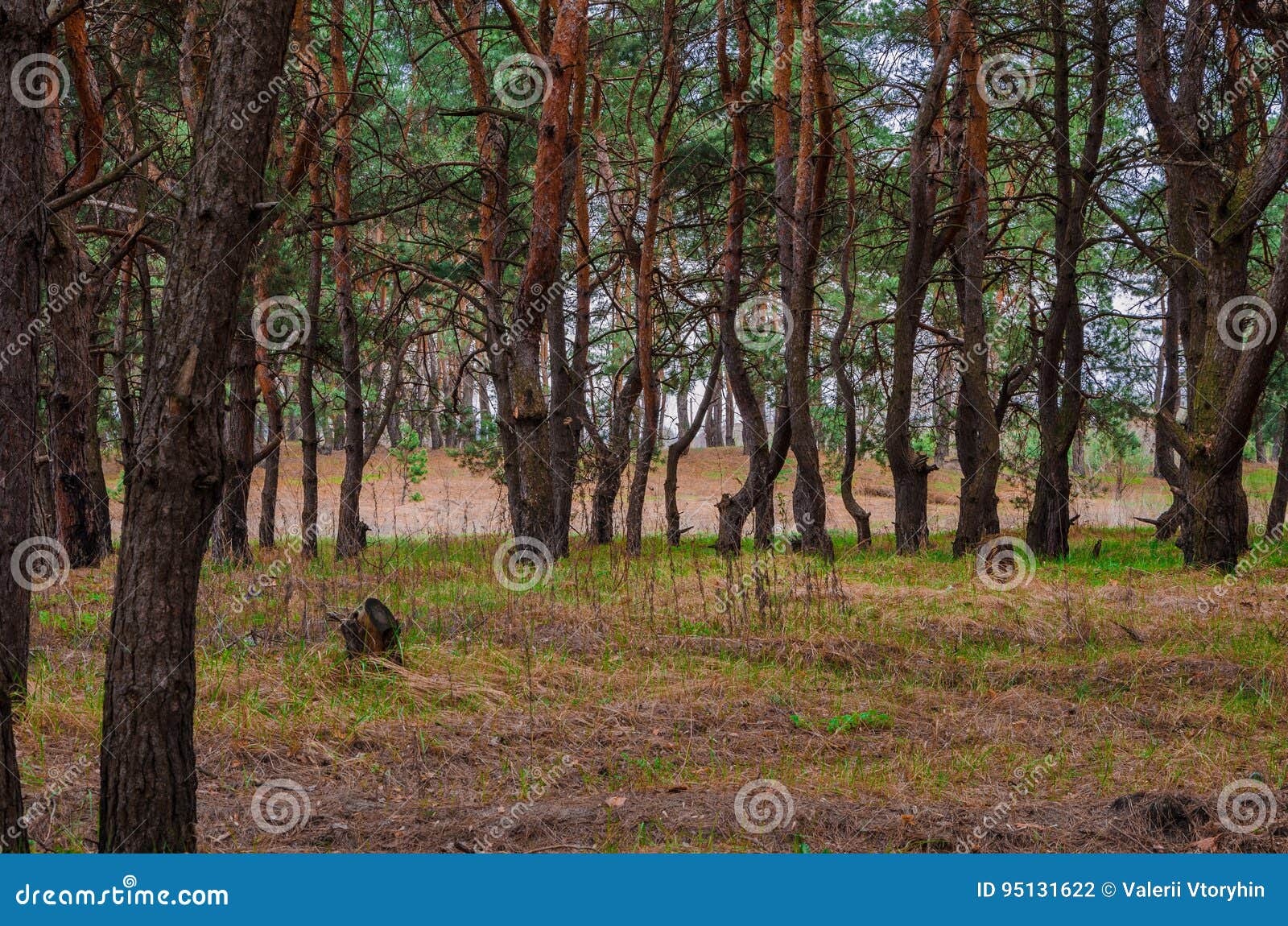 Glade in the forest stock photo. Image of outdoor, nature - 95131622