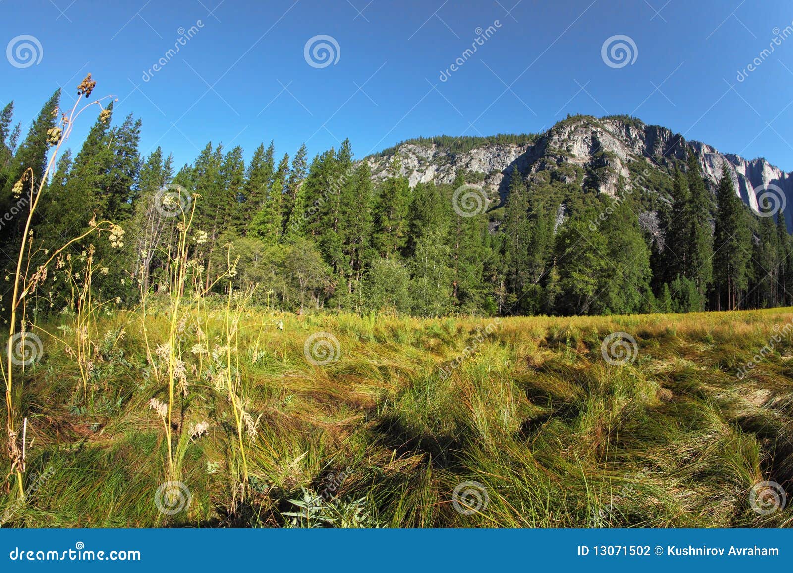 A glade with a grass stock photo. Image of california - 13071502