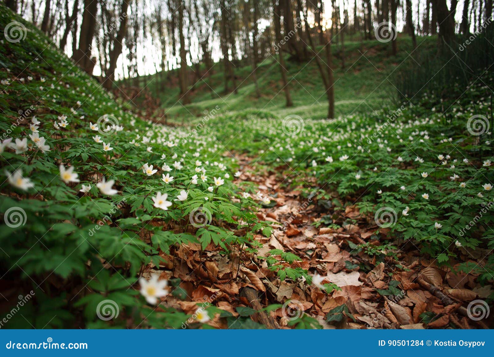Glade in Green Spring Flowering Forest, Nature Background Stock Photo ...