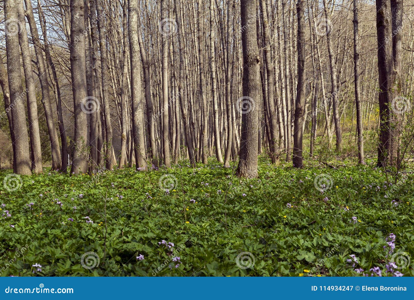 Meadow with Herbs and Primroses in the Woods among the Trees Stock ...