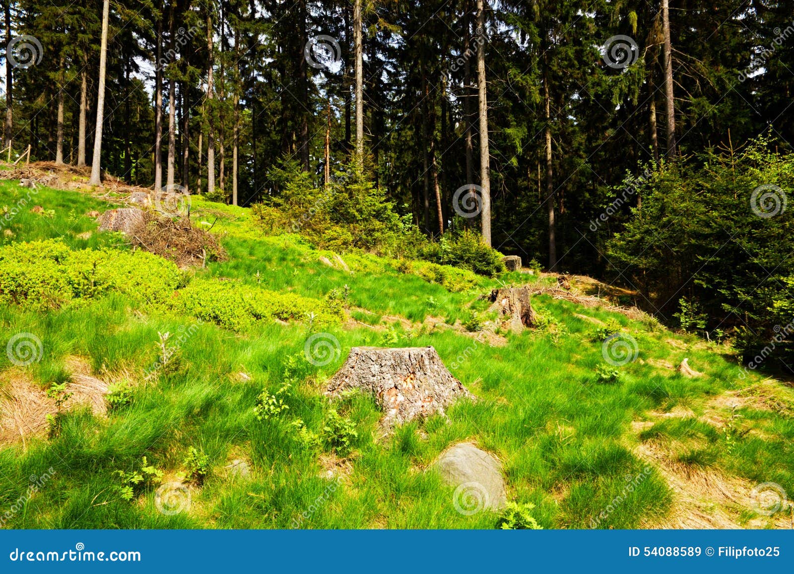 Glade stock image. Image of lane, plant, green, nature - 54088589
