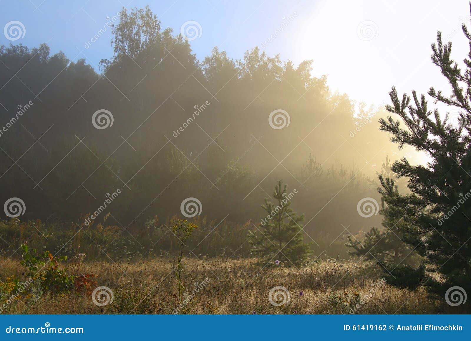 Glade in morning stock photo. Image of sunrise, misty - 61419162