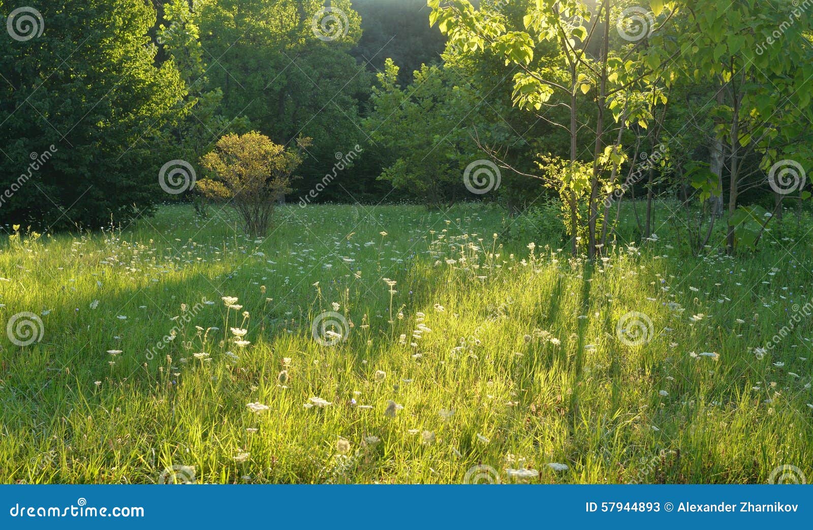 Glade in morning stock image. Image of sunny, beauty - 57944893