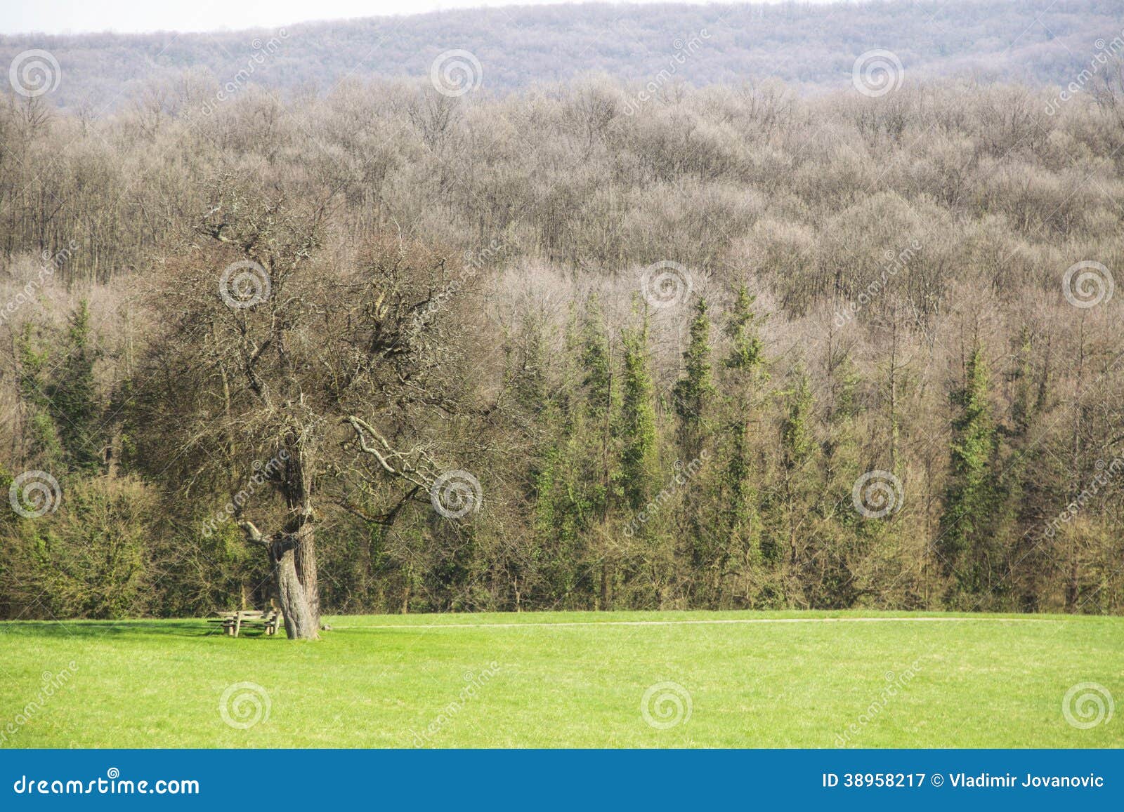 Glade stock image. Image of field, outdoor, green, trees - 38958217