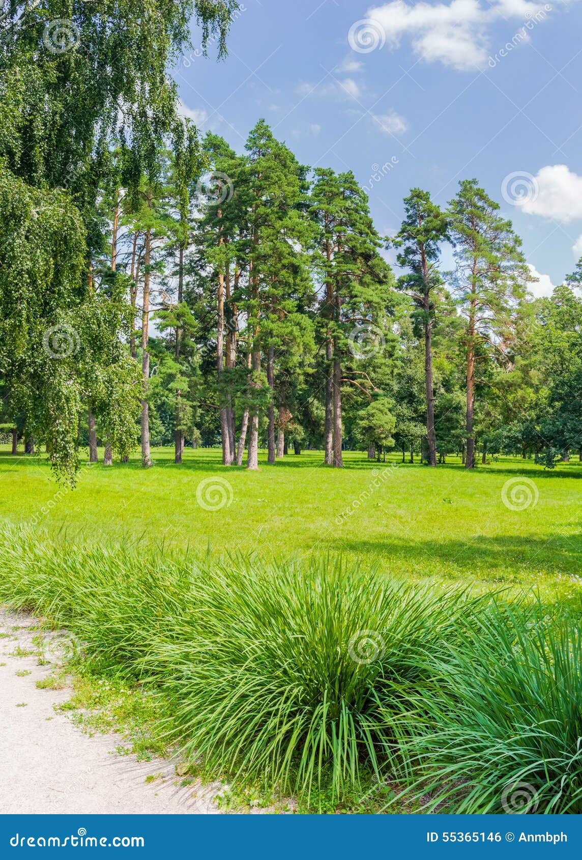 Glade in the park stock photo. Image of meadow, clearing - 55365146