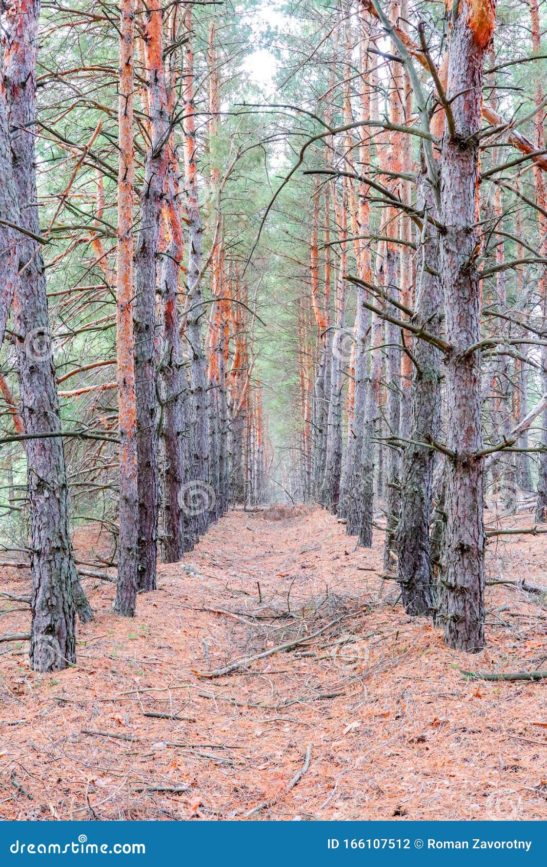 Glade Pine Forest As Background Stock Photo - Image of grass, woodland ...