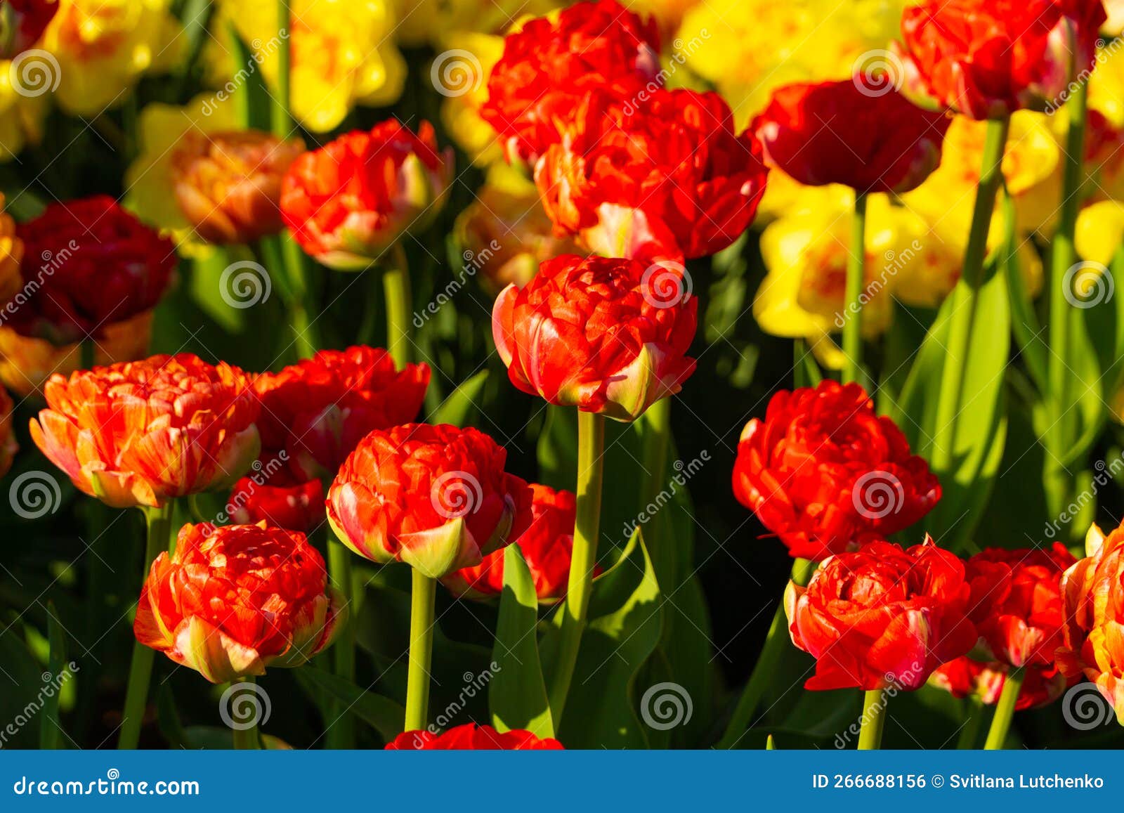 Glade of Red Tulips in the Design of the Landscape. Stock Photo - Image ...