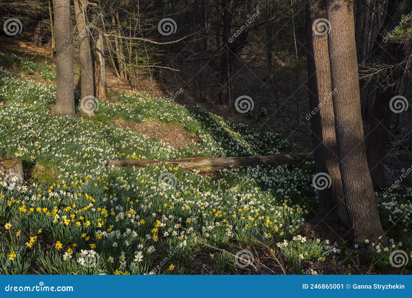 Glade with Spring Flowers in a Spruce Forest. Stock Image - Image of ...