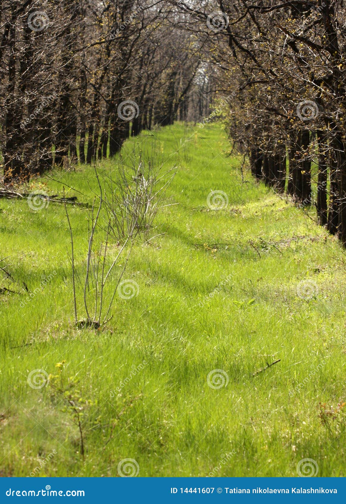 Glade in a spring wood stock image. Image of grass, flora - 14441607