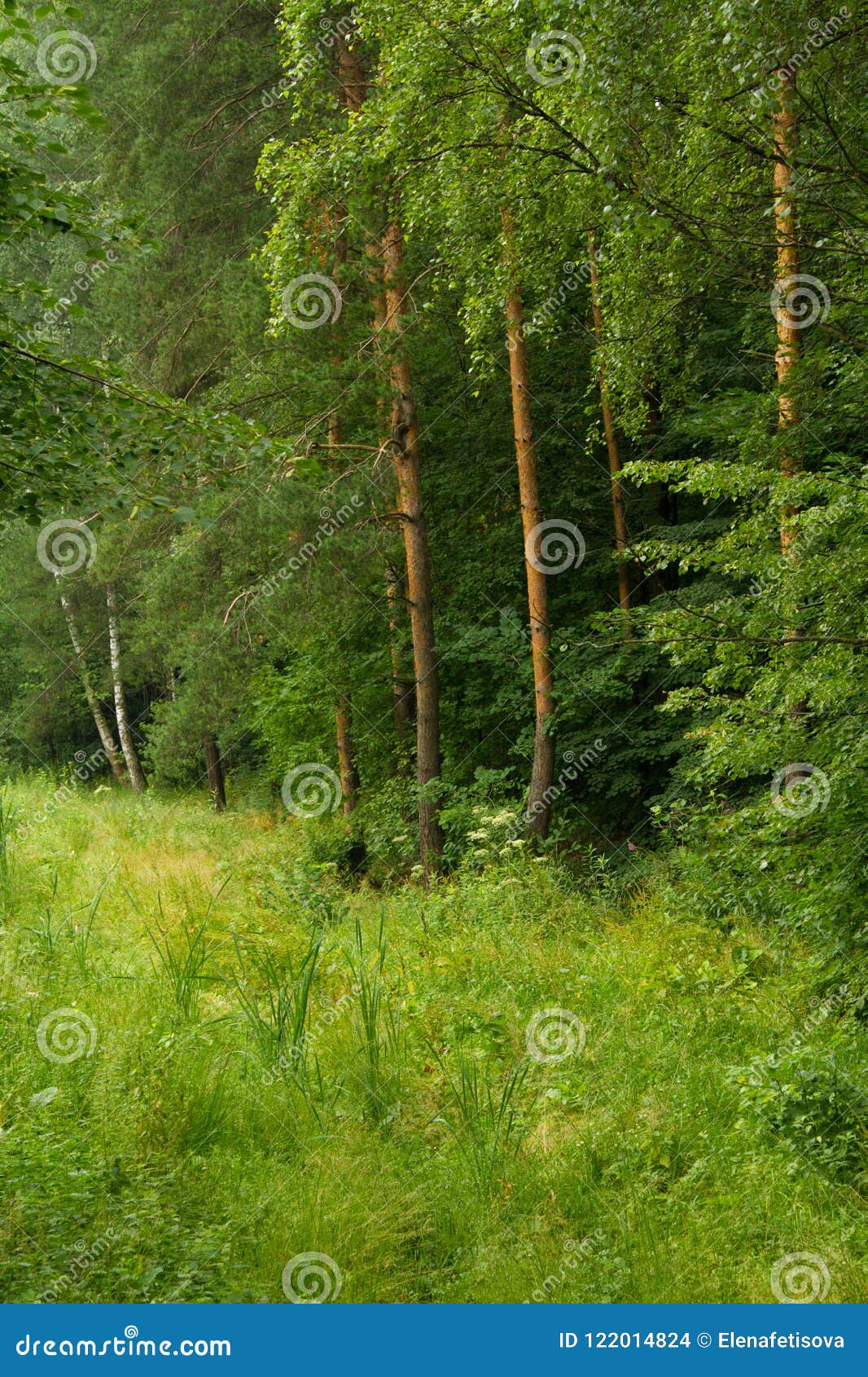 Glade with the Trees in the Forest Stock Photo - Image of high, foliage ...