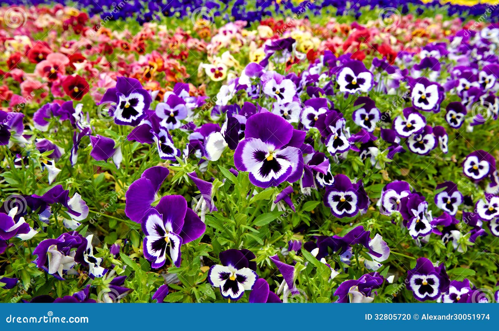 Glade violets. stock photo. Image of flowers, meadow - 32805720