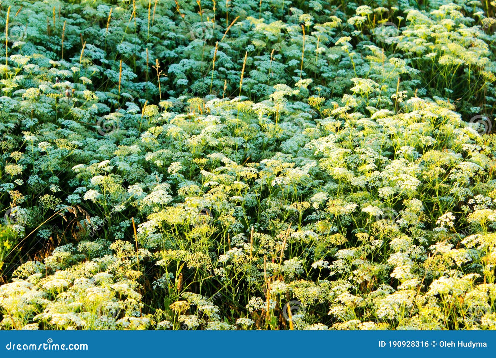 Glade with White Flowers Photo from the Mountain Stock Photo - Image of ...