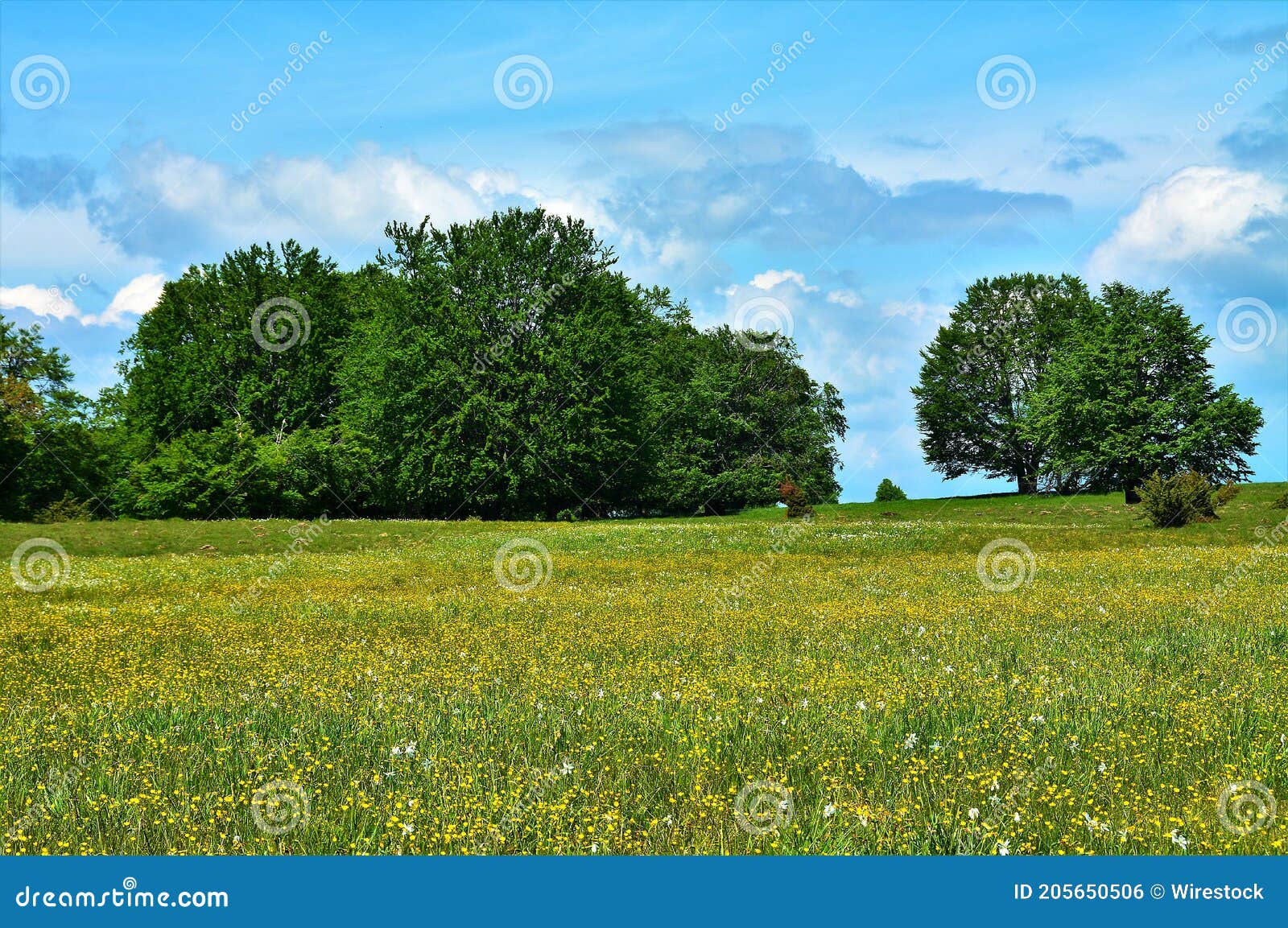 Glade of Wild White Daffodils Stock Photo - Image of park, bright ...