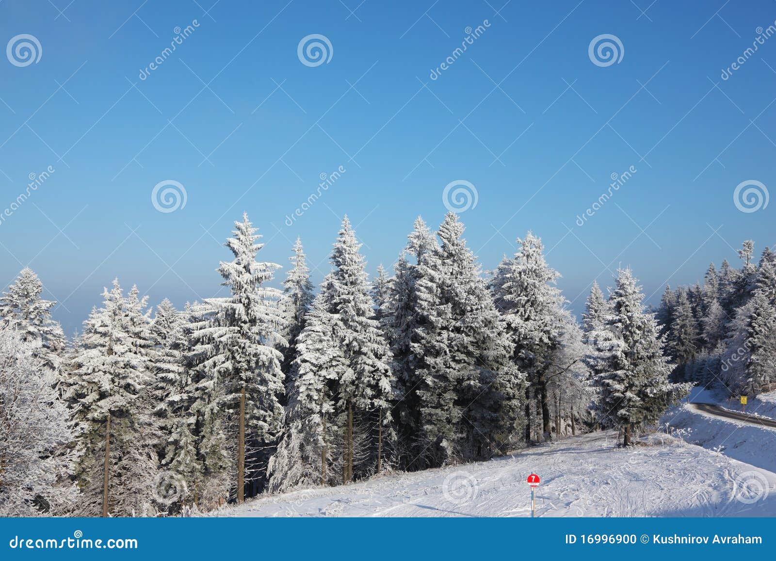 The glade in winter forest stock photo. Image of serene - 16996900