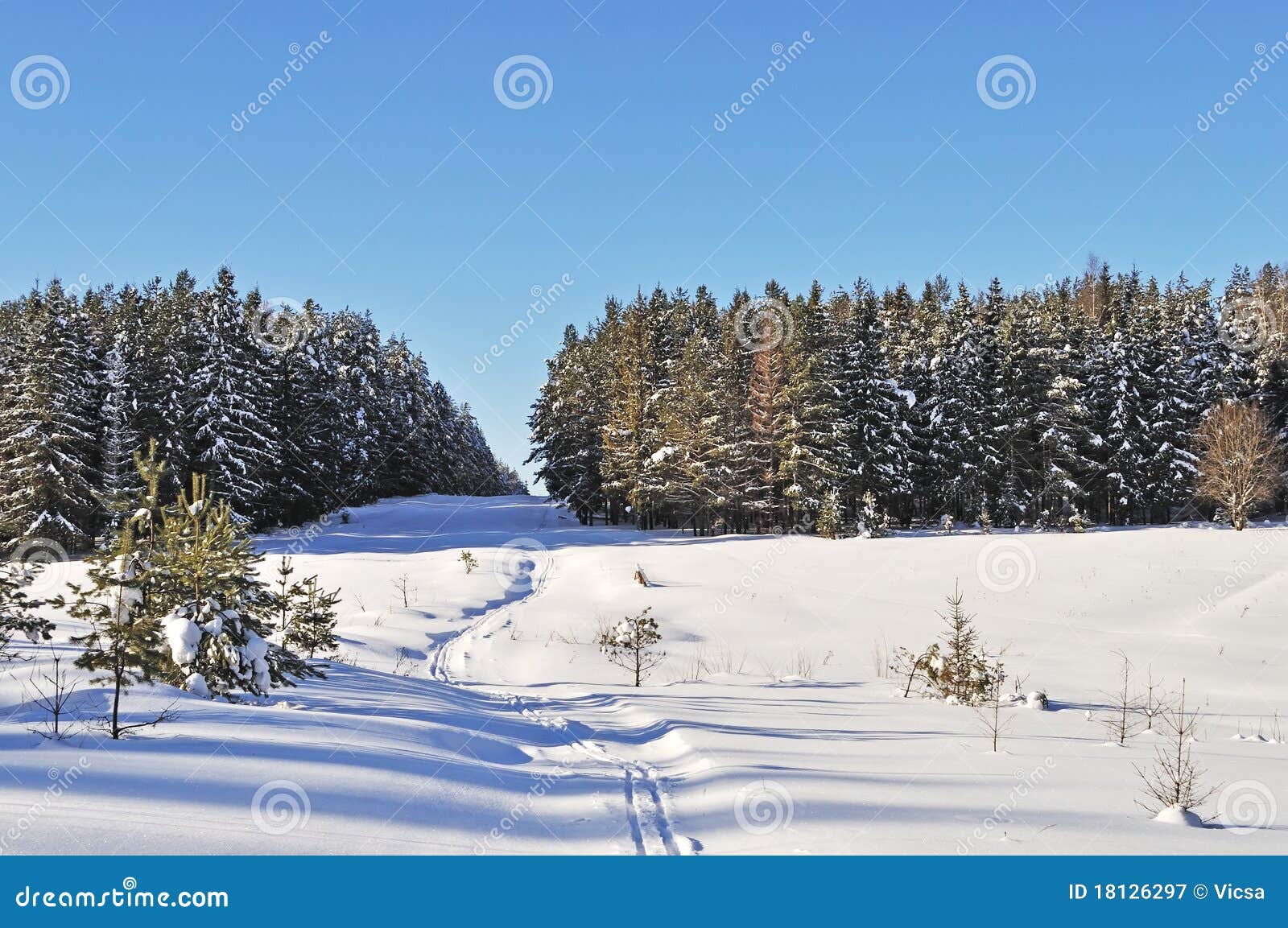 Glade in Winter Forest on Sunny Day Stock Image - Image of covered ...