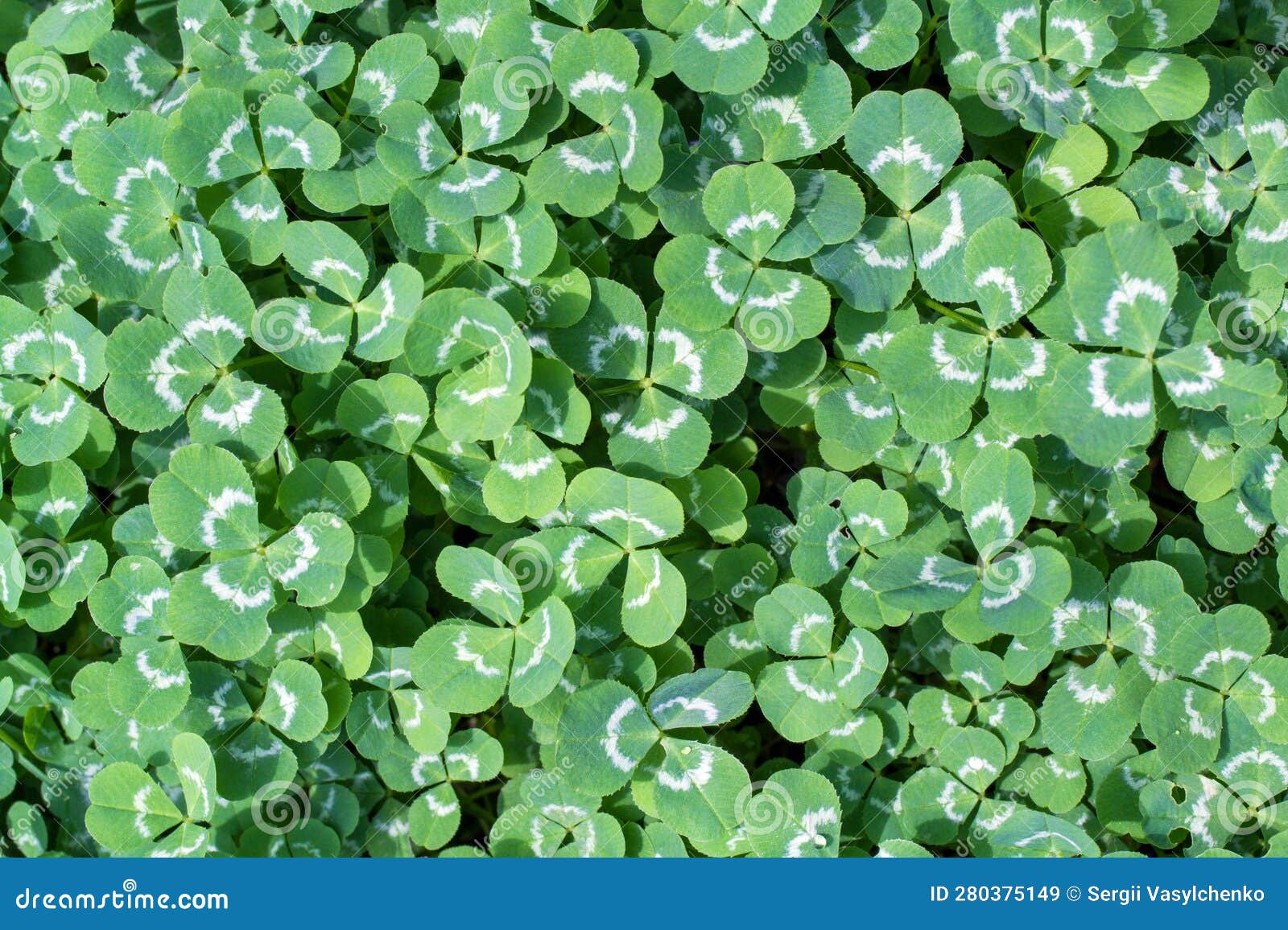 Glade with Young Clover. the Texture of Green Grass. Stock Image ...