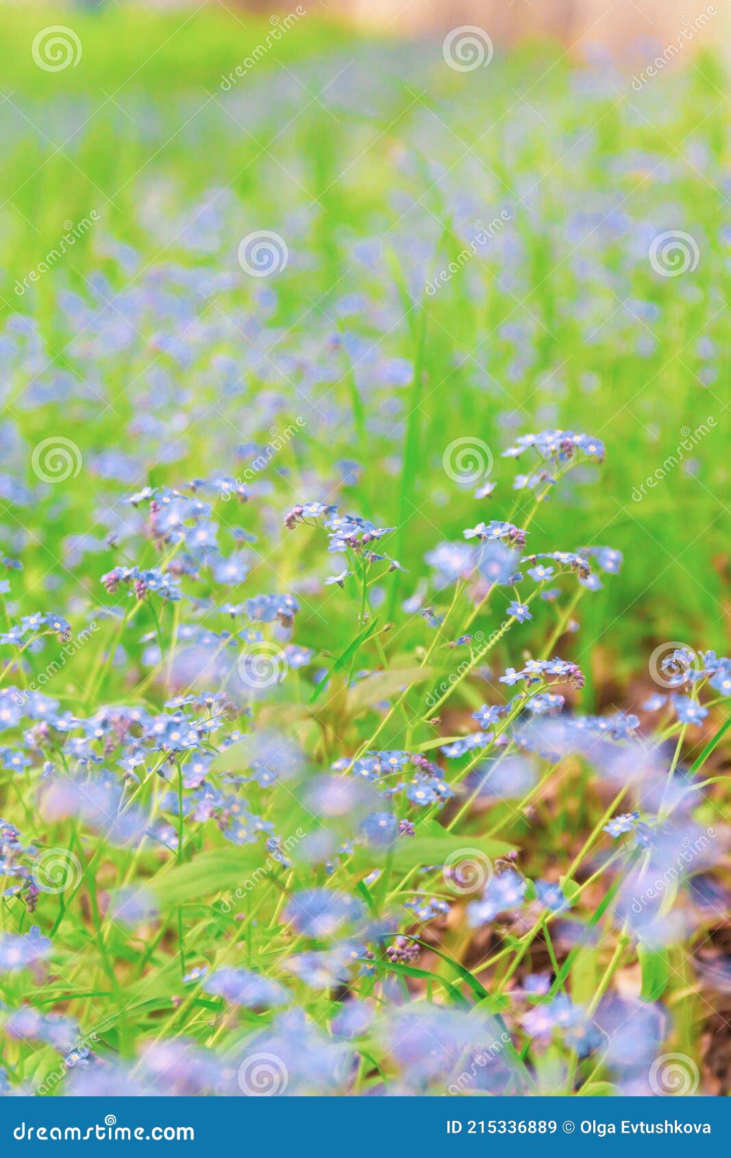 Glades with Blue Small Flowers Forget Me Nots in Spring or Summer Stock ...