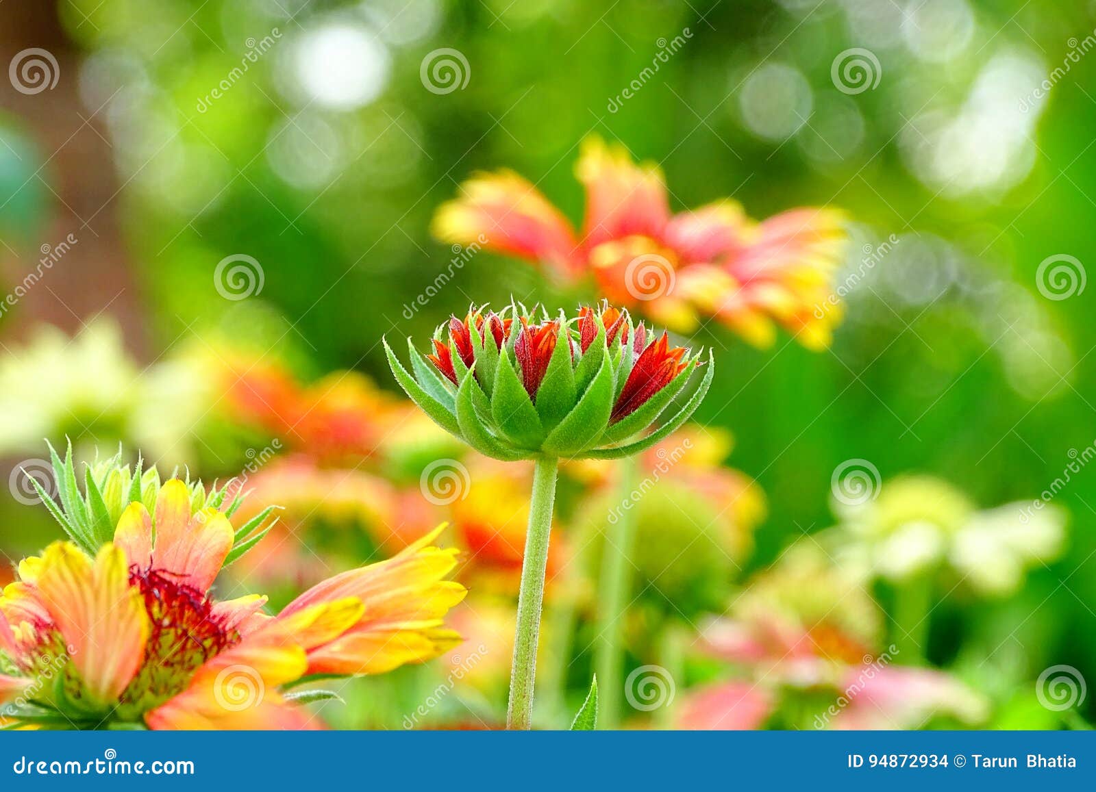 Gladia Blossom stock photo. Image of plant, texture, abstract - 94872934
