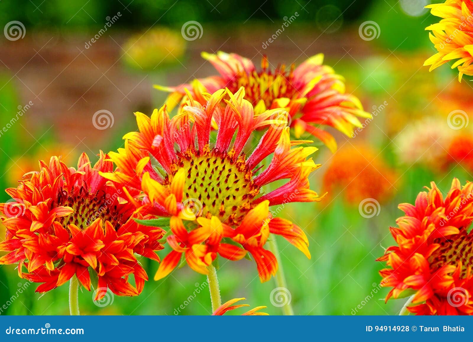 Gladia Flower stock photo. Image of texture, beautiful - 94914928