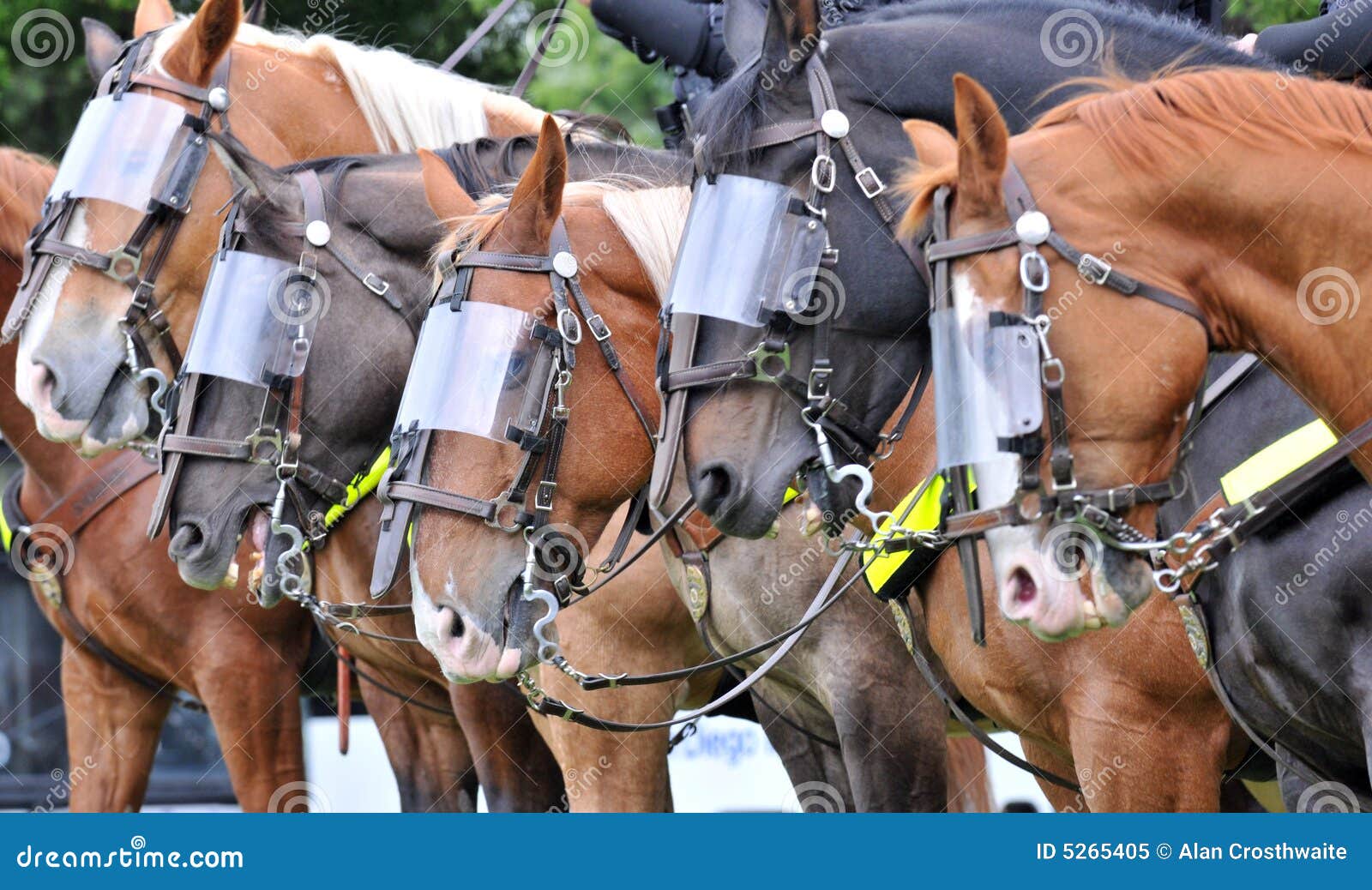 Police Horses Riot Gear Stock Photos - Free & Royalty-Free Stock Photos ...