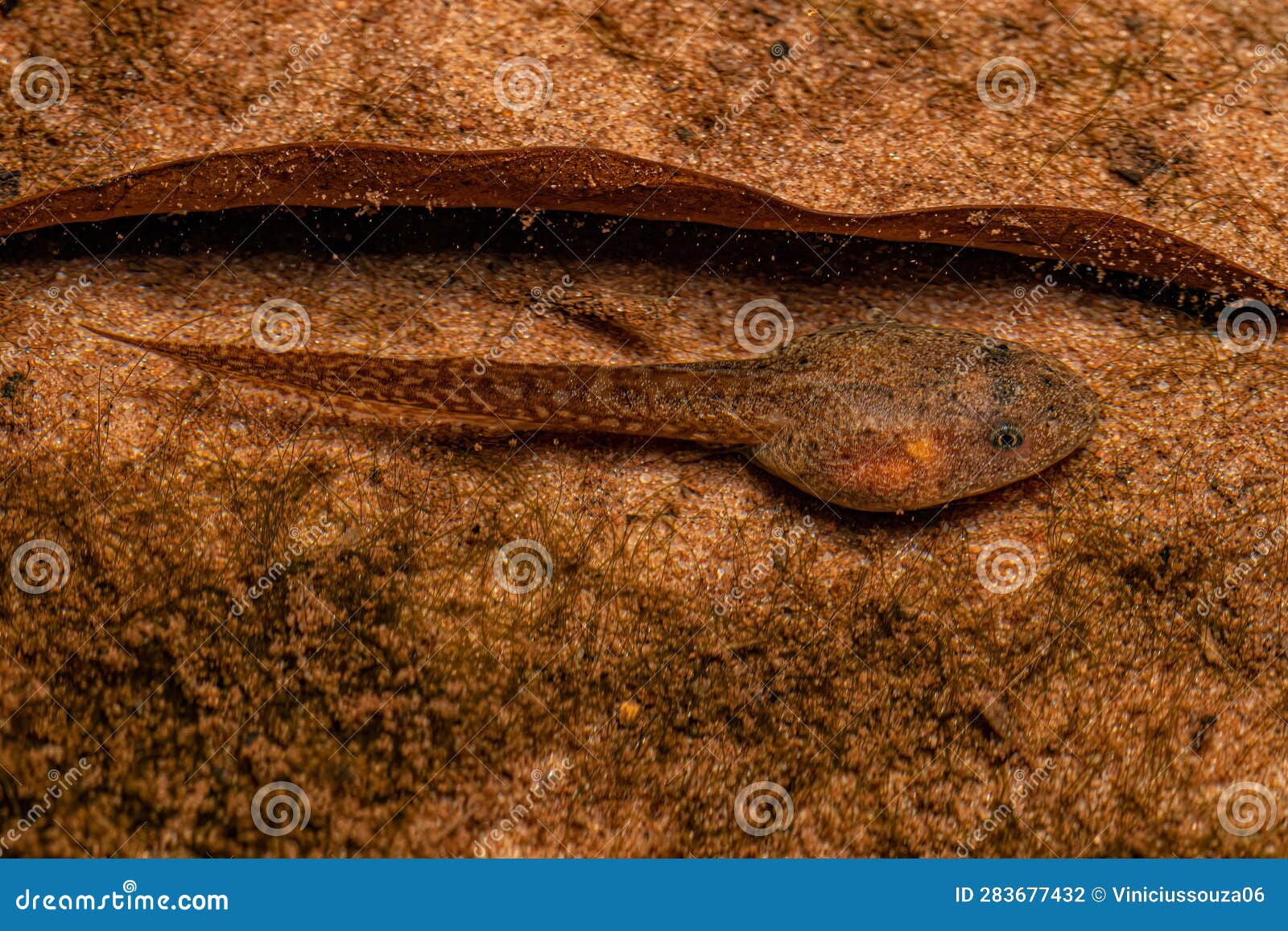 Gladiator Tree Frog stock photo. Image of vertebrate - 283677432