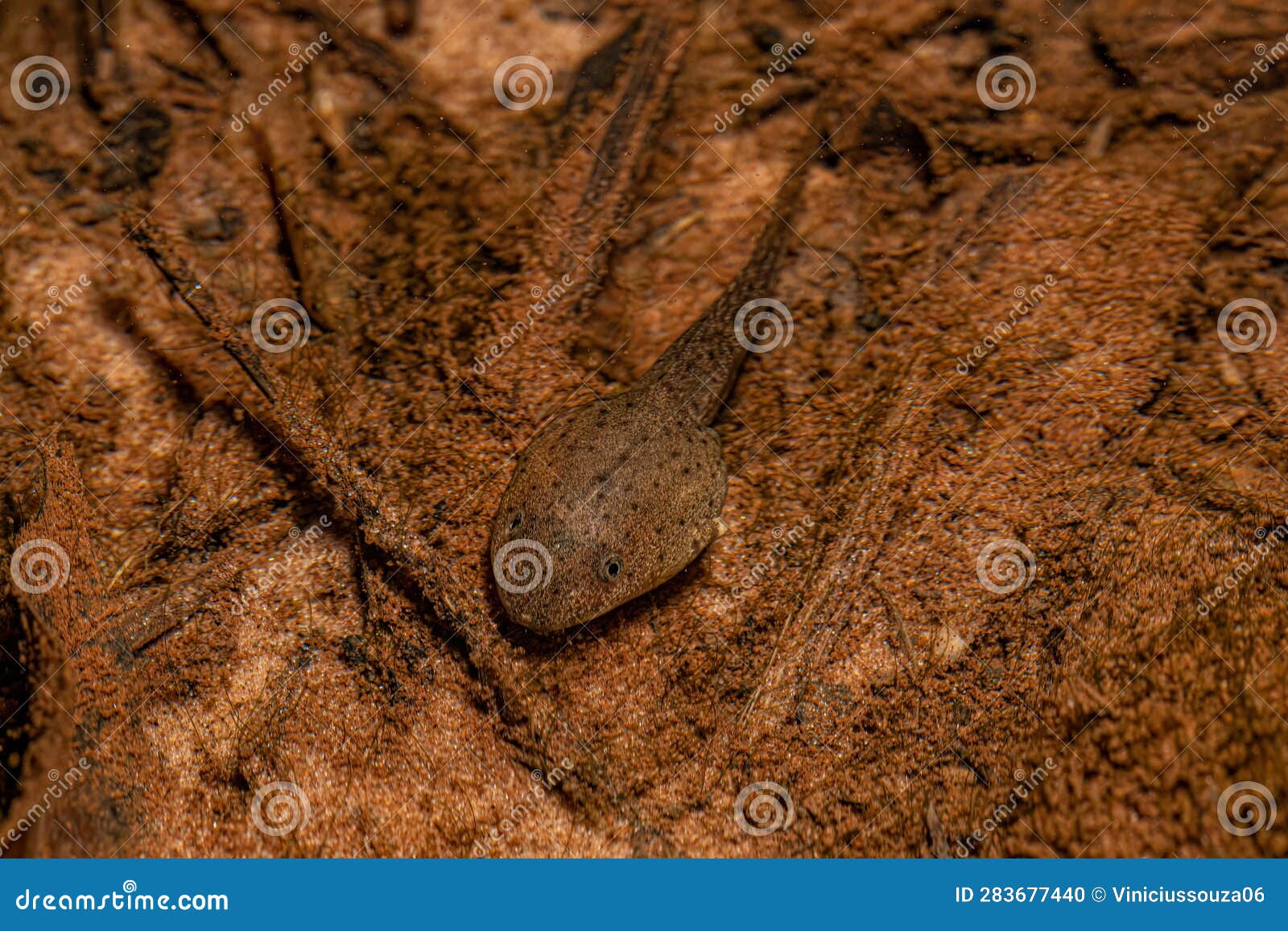 Gladiator Tree Frog stock photo. Image of wild, amphibian - 283677440
