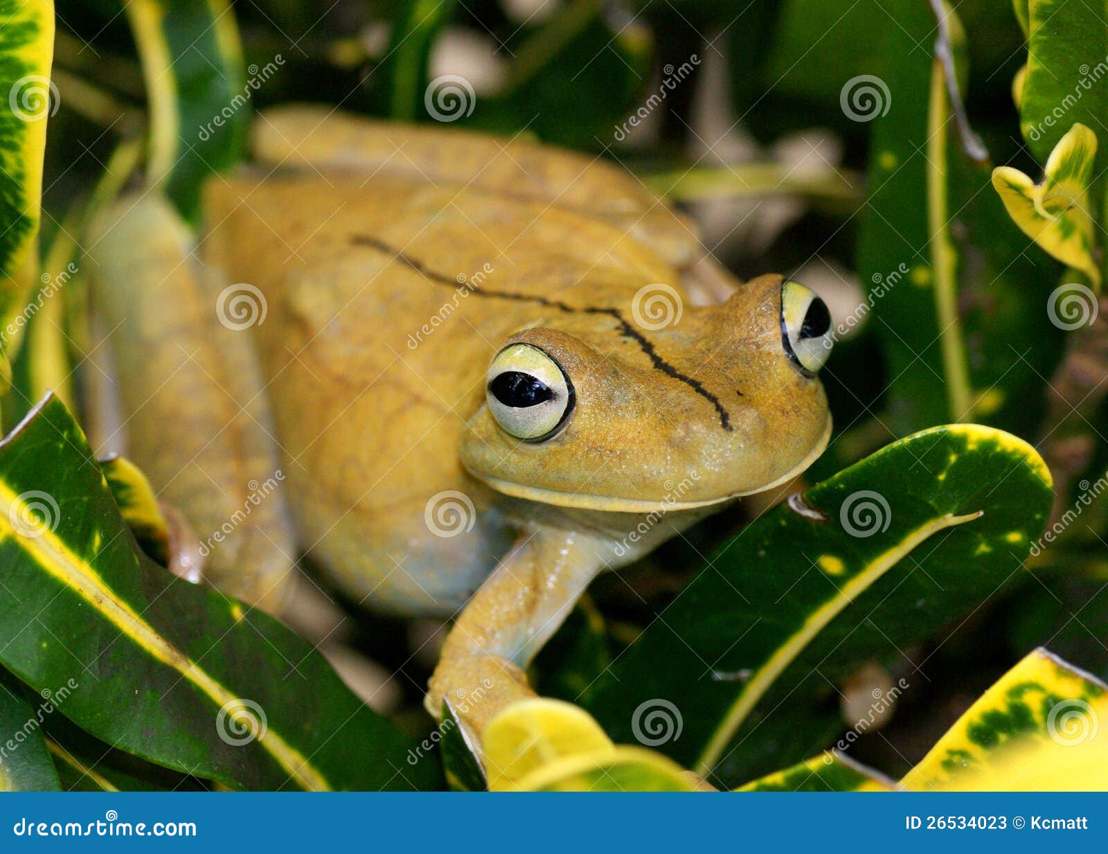 Gladiator Treefrog, Hypsiboas Rosenbergi Stock Image - Image of ...