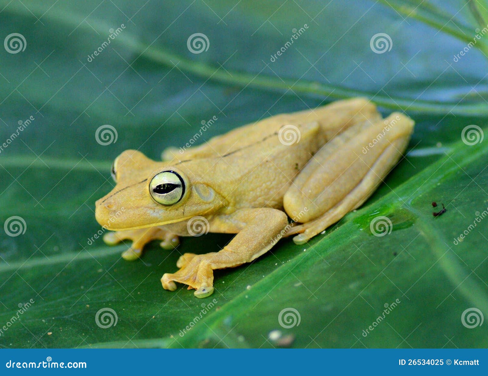 Gladiator Tree Frog (Hypsiboas Rosenbergi) Close-up, Taken In Costa ...
