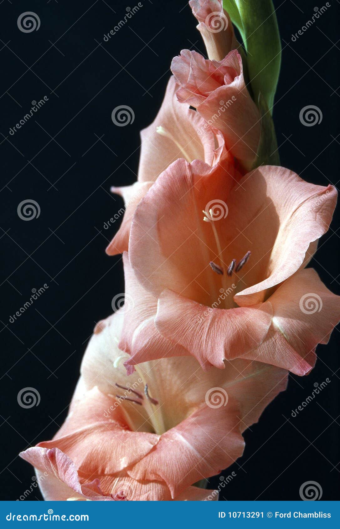 Pink Gladiola Flowers Closeup Detail Stock Image - Image of nature ...