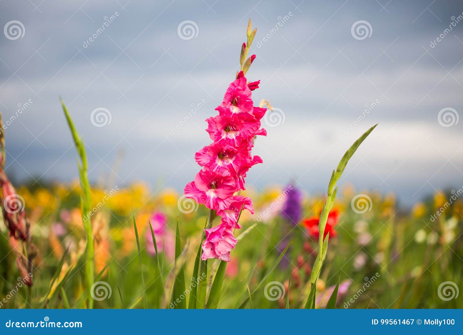 Gladiole No Campo, Tipos De Flor Cor-de-rosa Para Escolher Imagem de ...