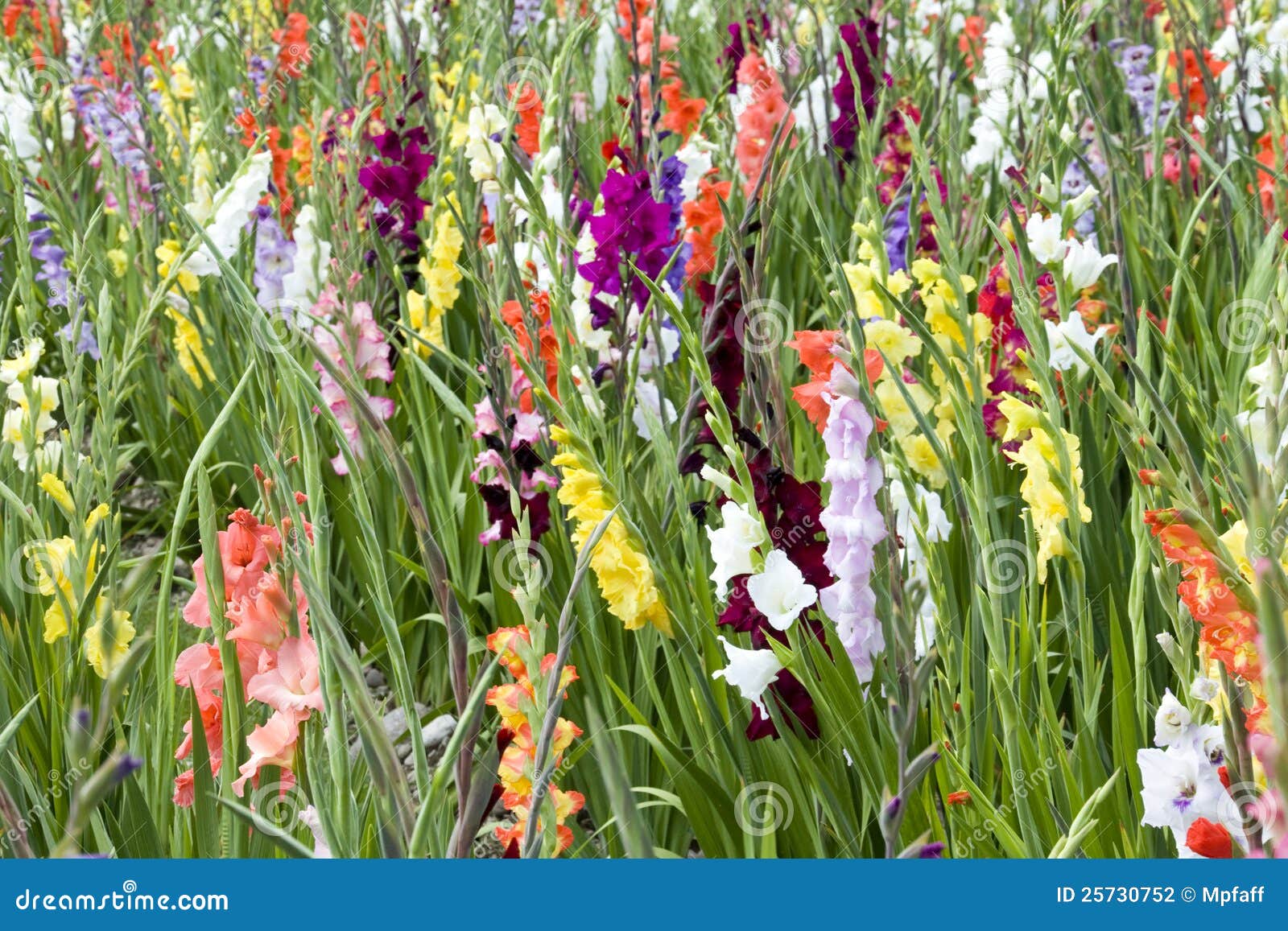 Gladioli stock photo. Image of greenhouse, flora, environment - 25730752