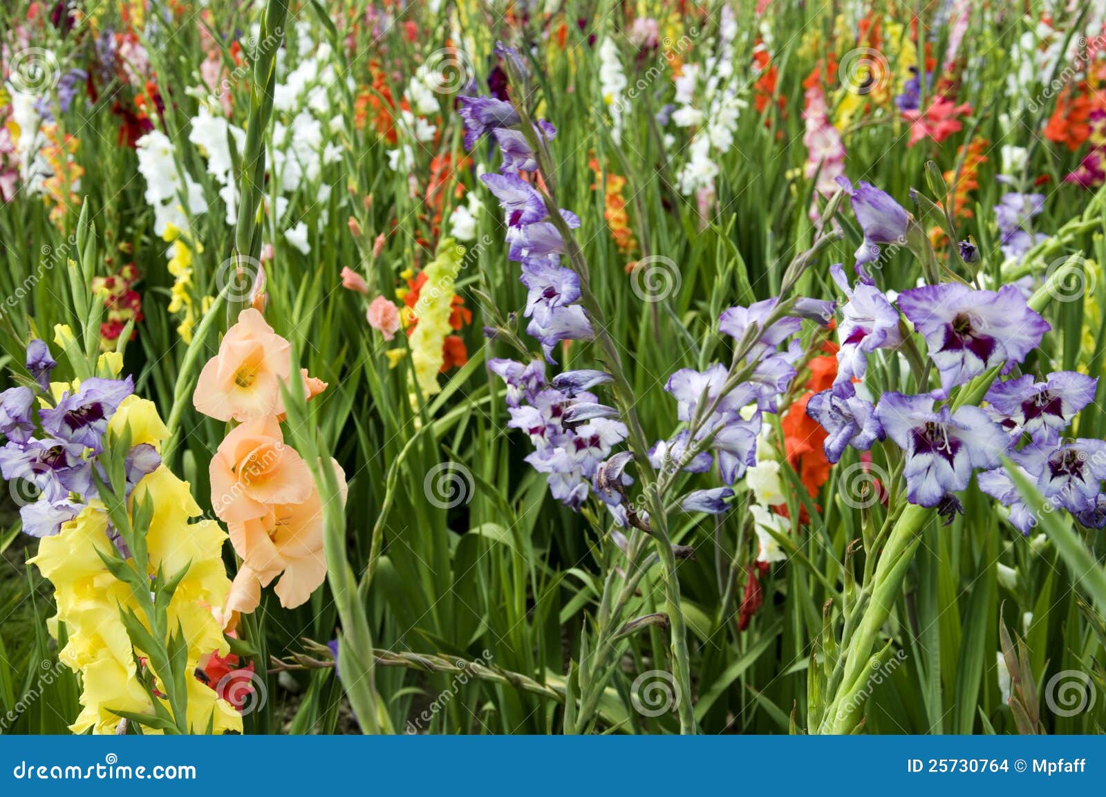 Gladioli stock photo. Image of macro, gladiolus, flower - 25730764