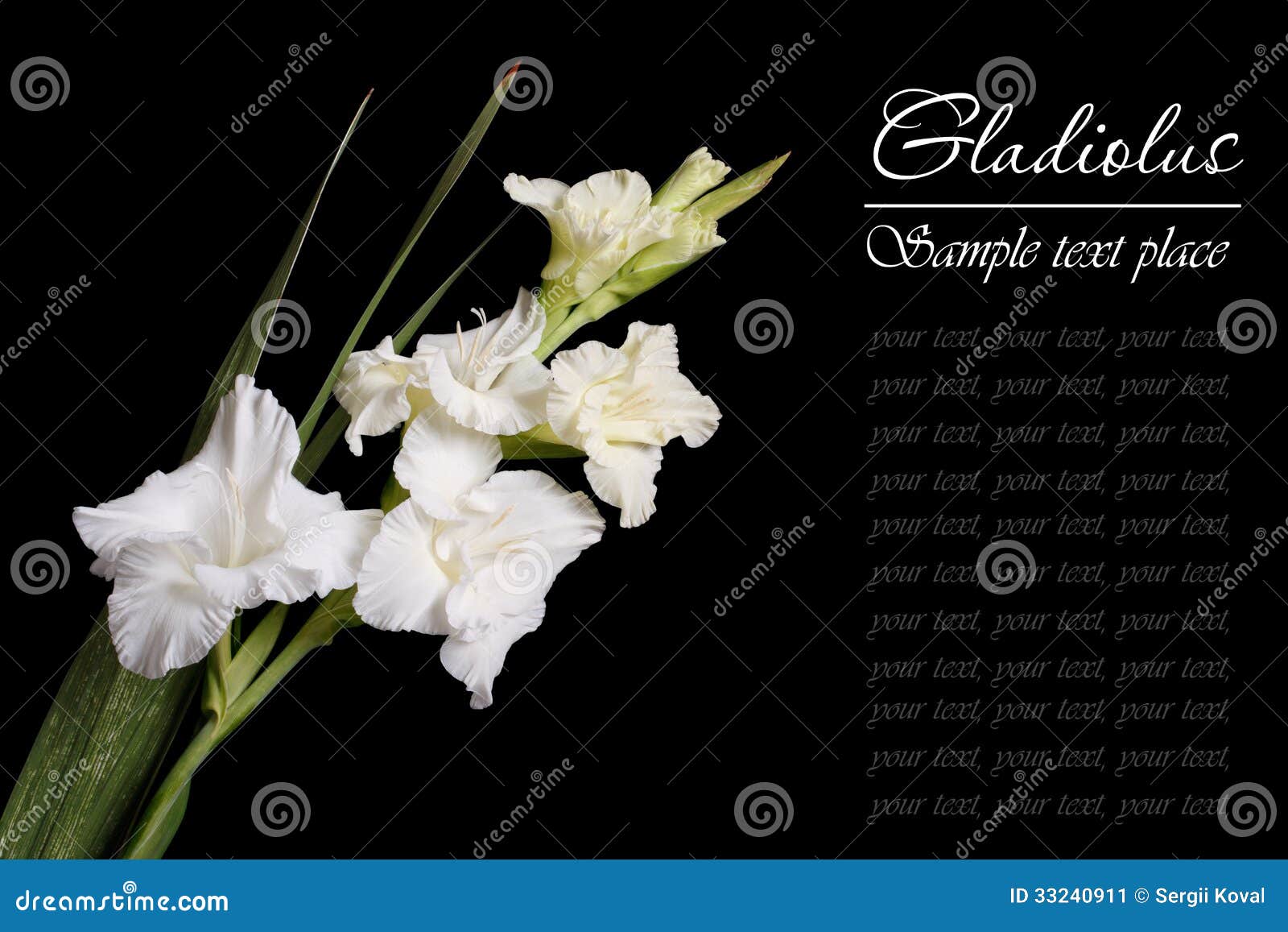 Gladiolo Blanco Hermoso Aislado En Un Negro Imagen de archivo - Imagen ...