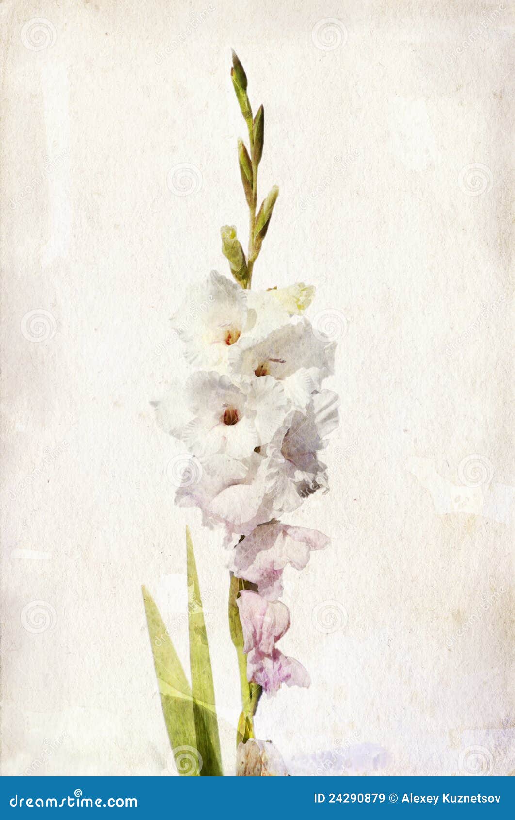 Gladiolo Del Blanco De La Acuarela Stock de ilustración - Ilustración ...