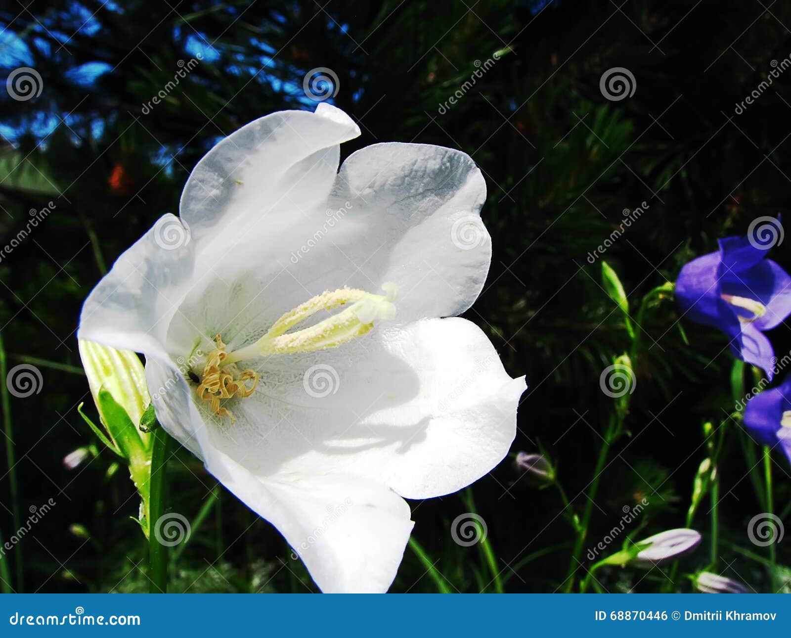 Gladiolo Del Blanco De La Flor Foto de archivo - Imagen de foco ...