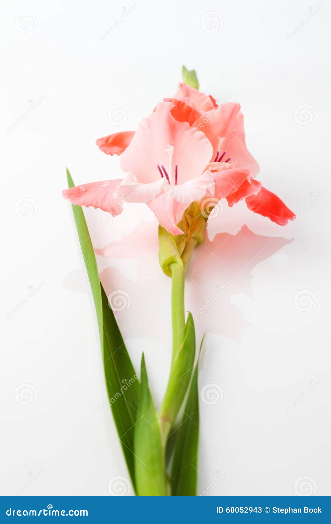 Gladiolo Del Blanco De Rosa Imagen de archivo - Imagen de flores ...