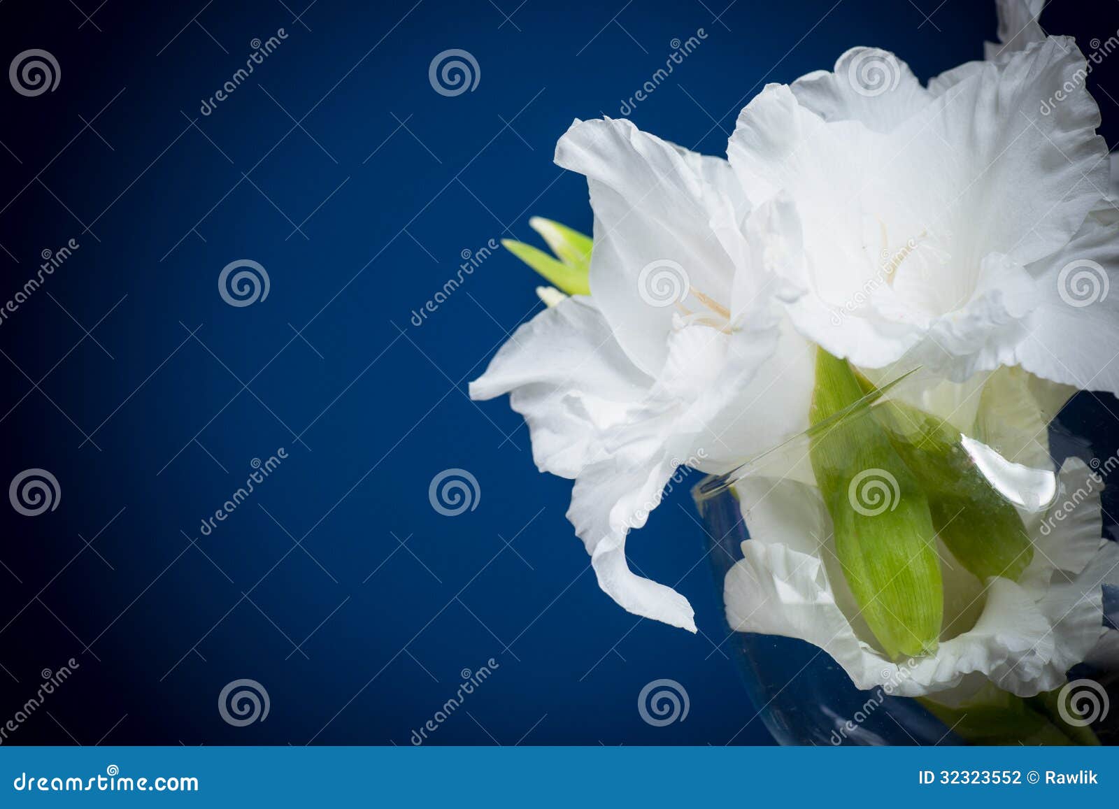 Gladiolos blancos foto de archivo. Imagen de azul, flor - 32323552
