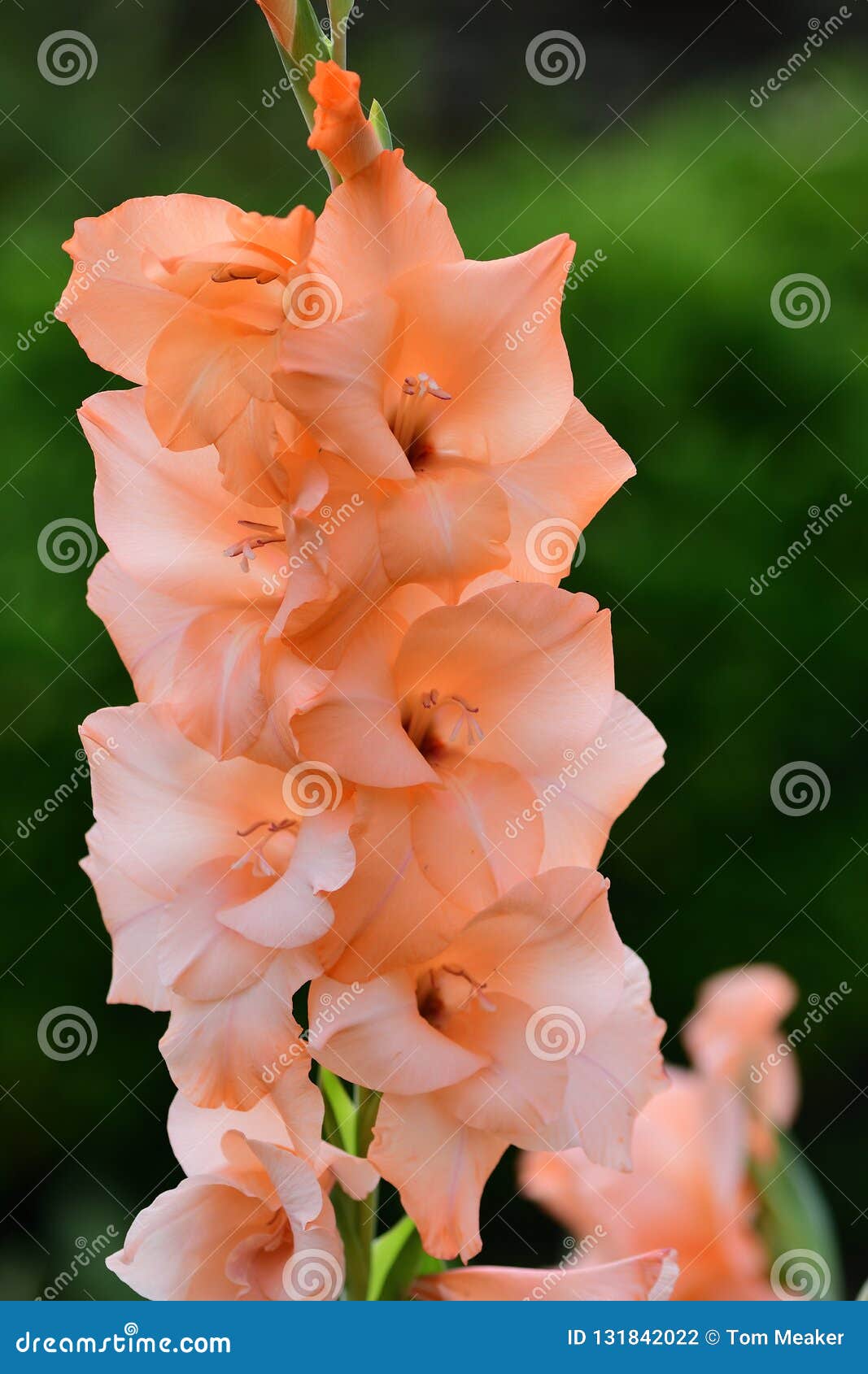 Gladiolos rosados foto de archivo. Imagen de cubo, hermoso - 131842022