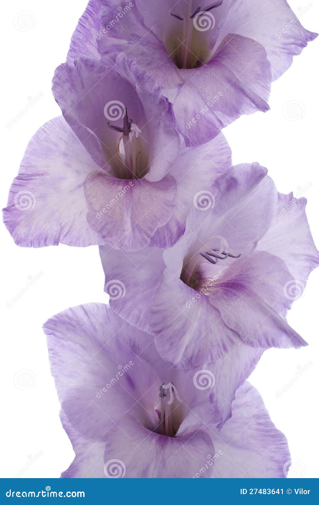 Gladiolus stock image. Image of family, flowering, blue - 27483641